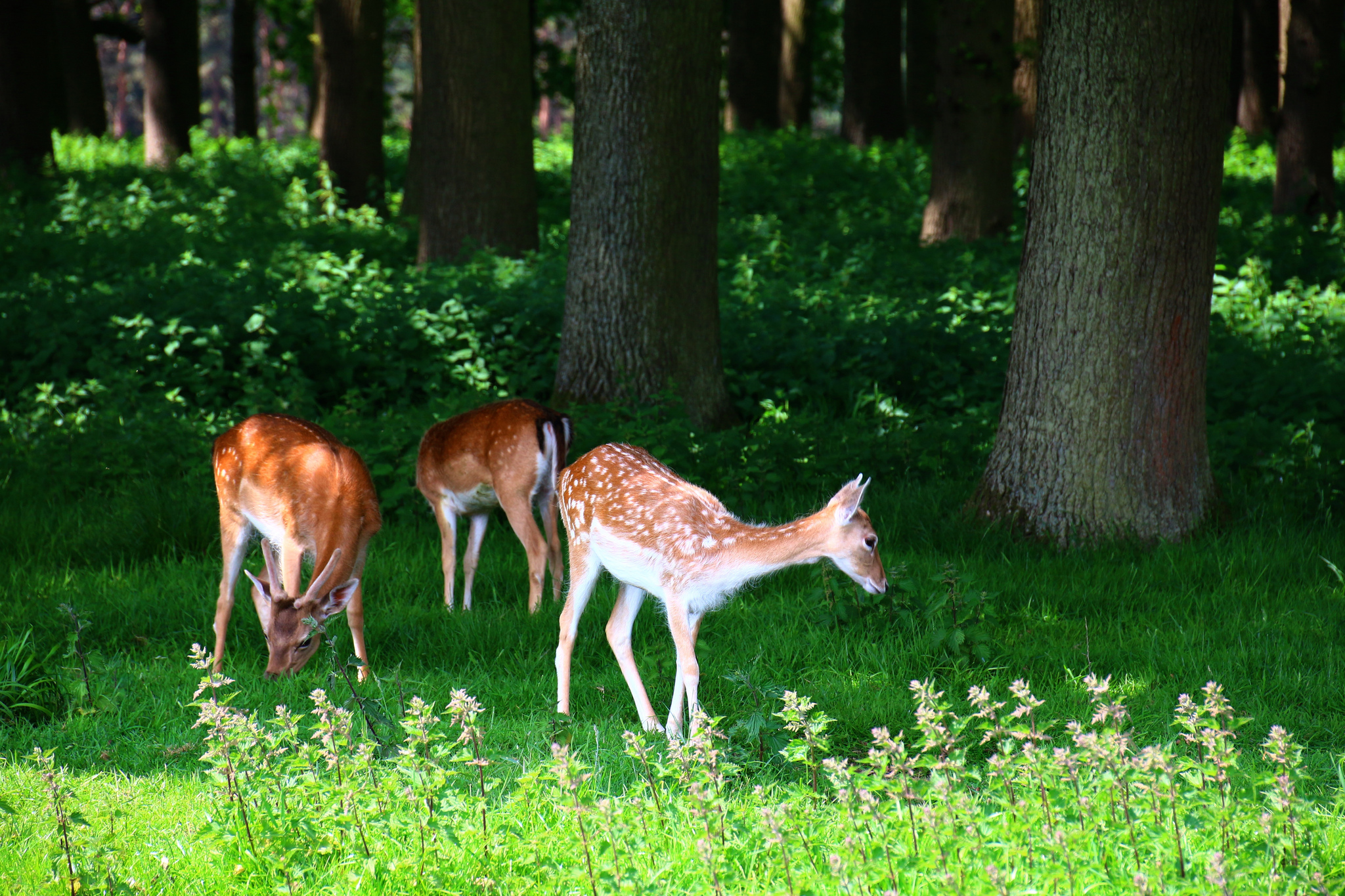Phoenix Park - Parc de Dublin • Guide Irlande.com