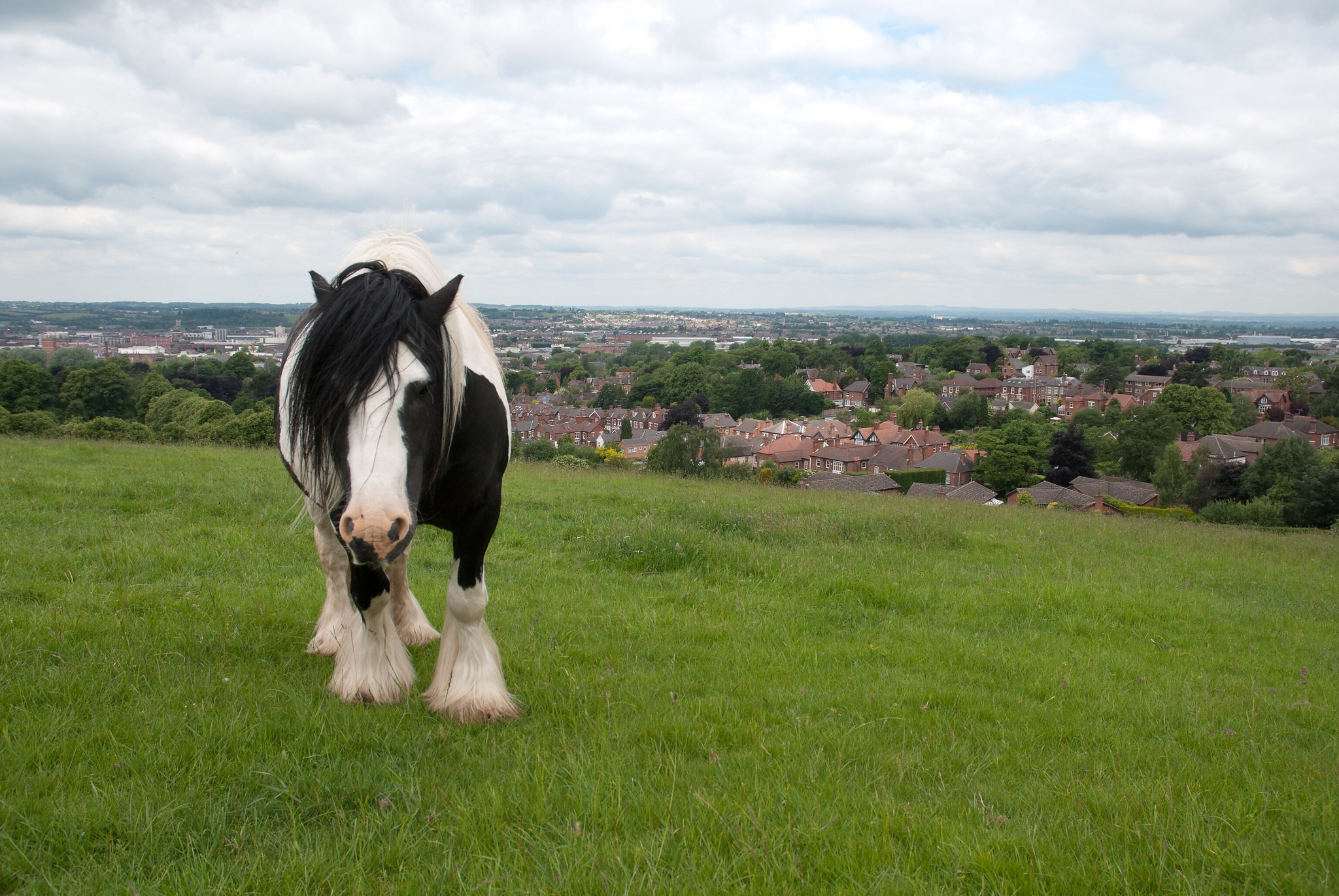 L'irish cob - Race de cheval irlandaise • Guide Irlande.com