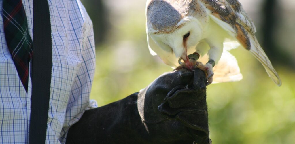 Killarney Falconry - Fauconnerie de Killarney • Guide-Irlande.com