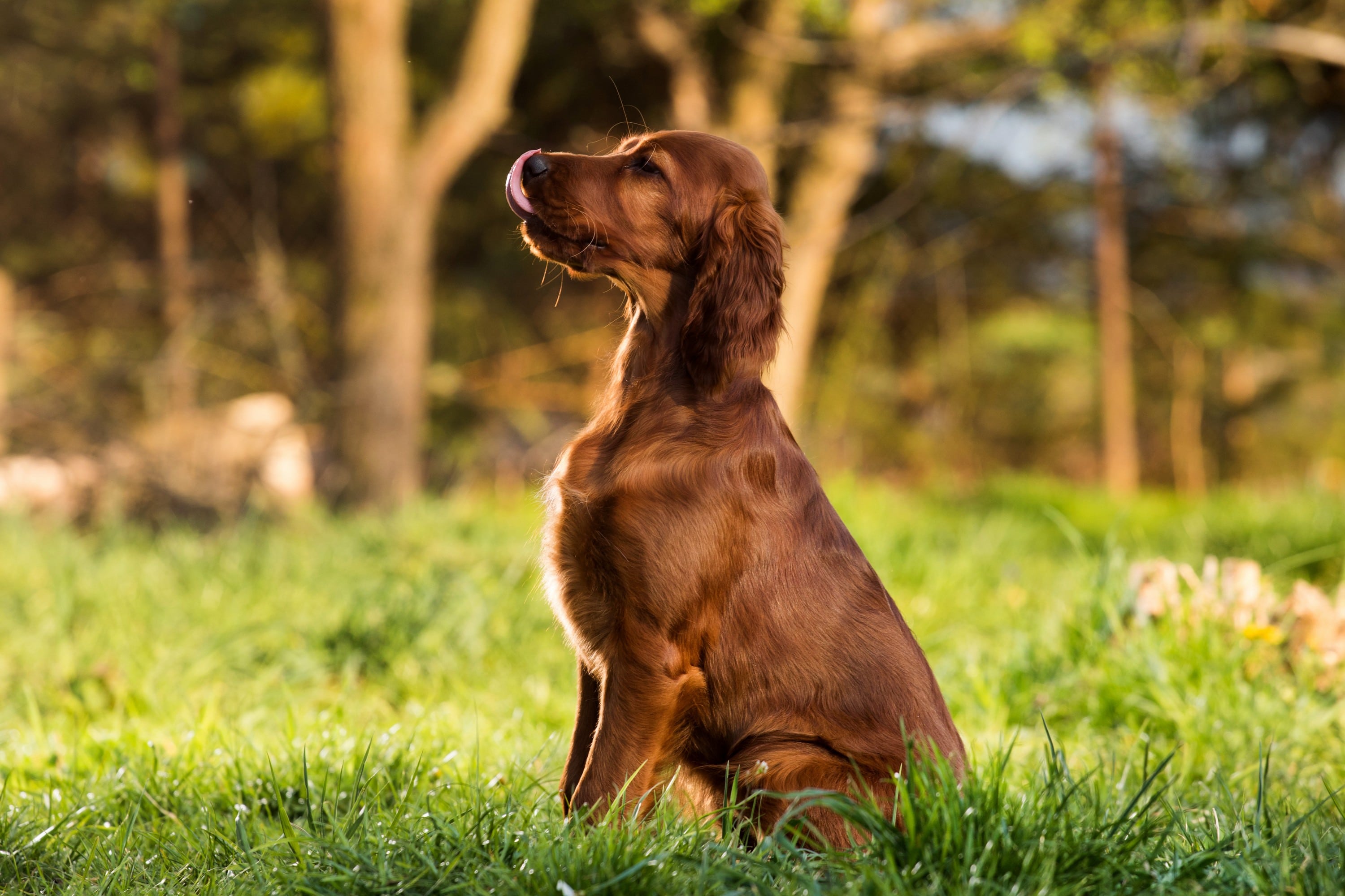 Le setter irlandais : chien pure race • Guide Irlande.com