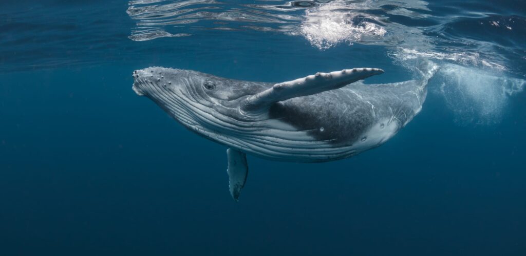Irlande : une baleine bleue aperçue pour la première fois depuis 6 ans ...