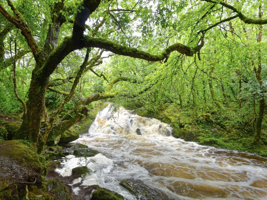 La Glengarriff Woods Nature Reserve • Guide-Irlande.com