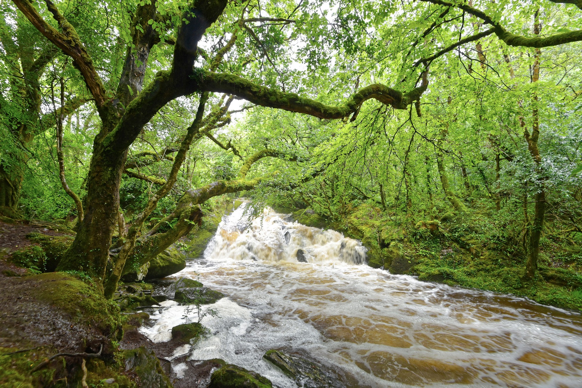 La Glengarriff Woods Nature Reserve • Guide Irlande.com