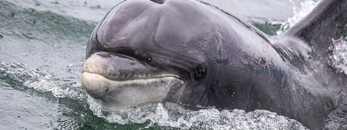 Le dauphin Fungie - Mascotte de Dingle • Guide-Irlande.com