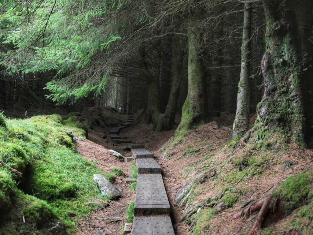 La forêt de Ballinastoe, Co. Wicklow • Guide-Irlande.com