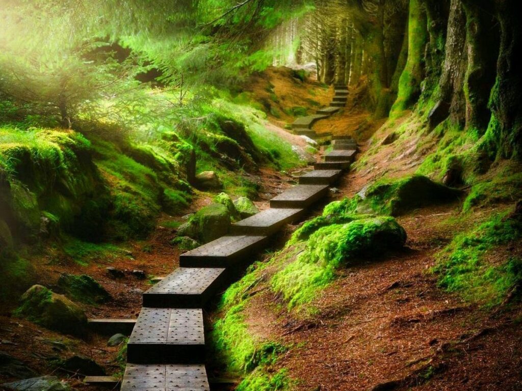 La forêt de Ballinastoe, Co. Wicklow • Guide Irlande.com