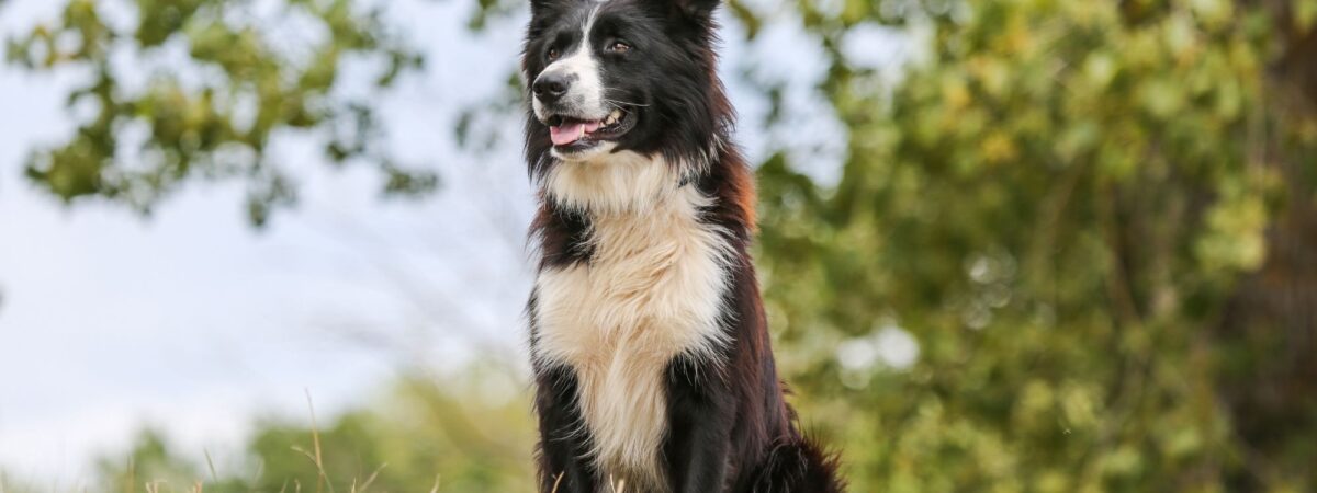 Comment voyager en Irlande avec son chien ? • Guide-Irlande.com